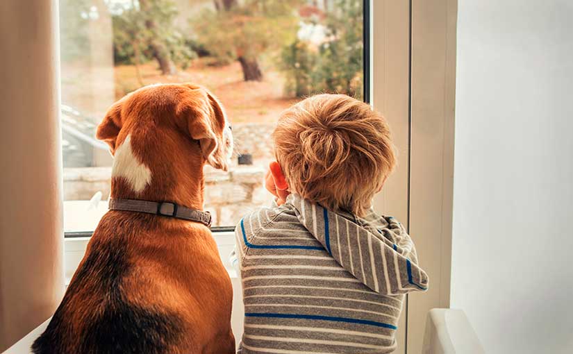 ¿Cuál es tu perro ideal? – América 2.1